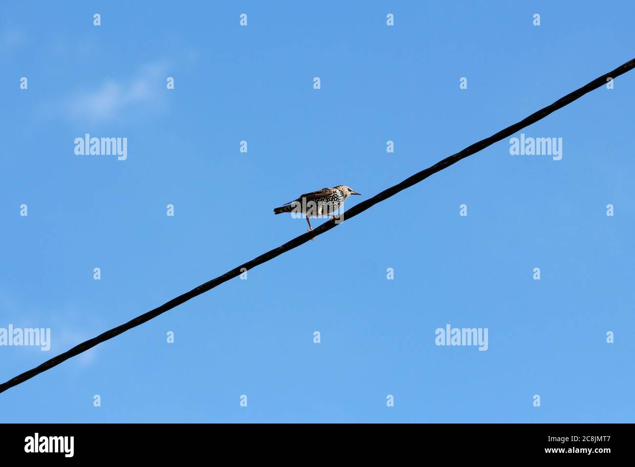 Metallic sheen plumage hi-res stock photography and images - Alamy