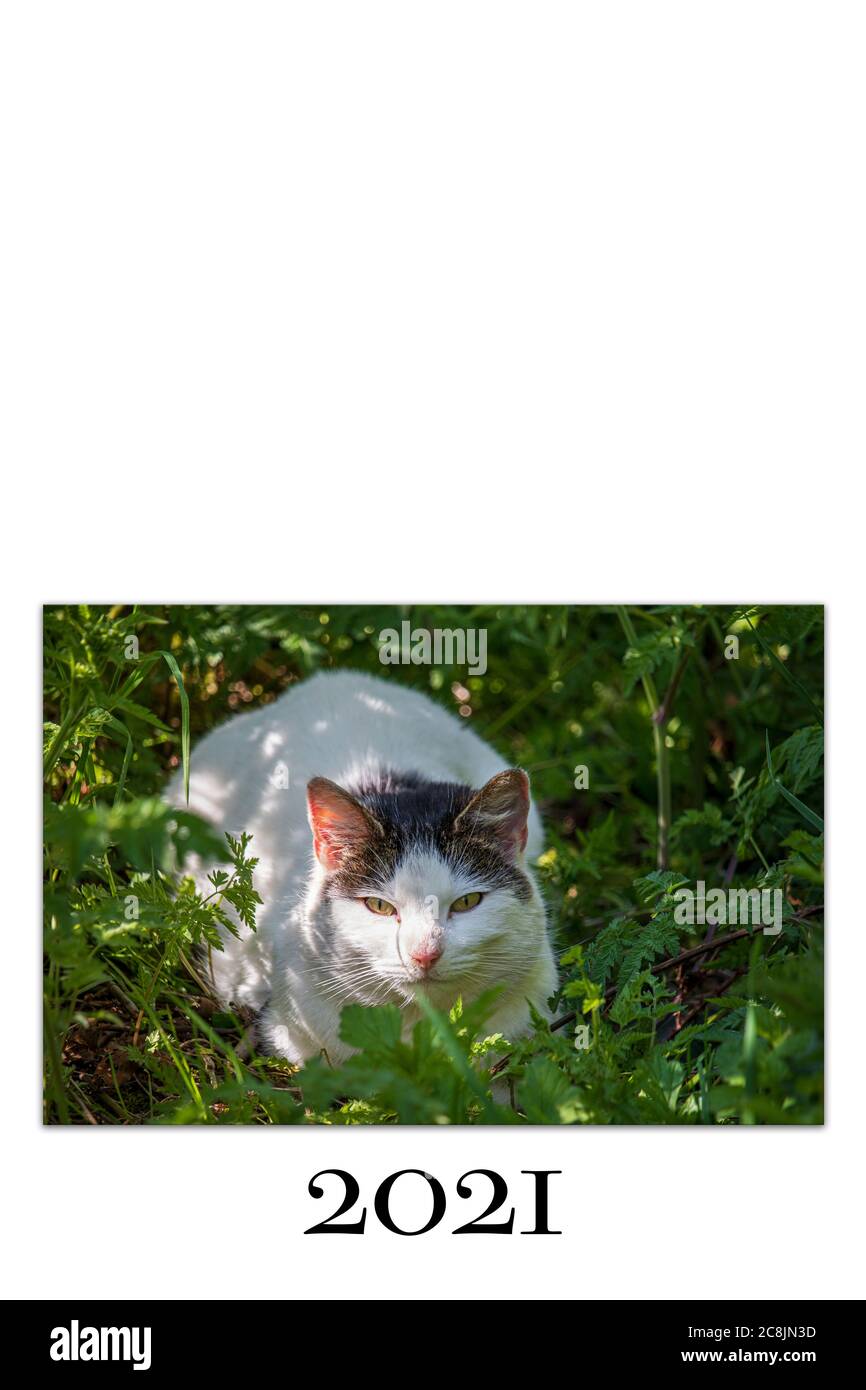 Calendar cover for 2021 on white background Stock Photo - Alamy