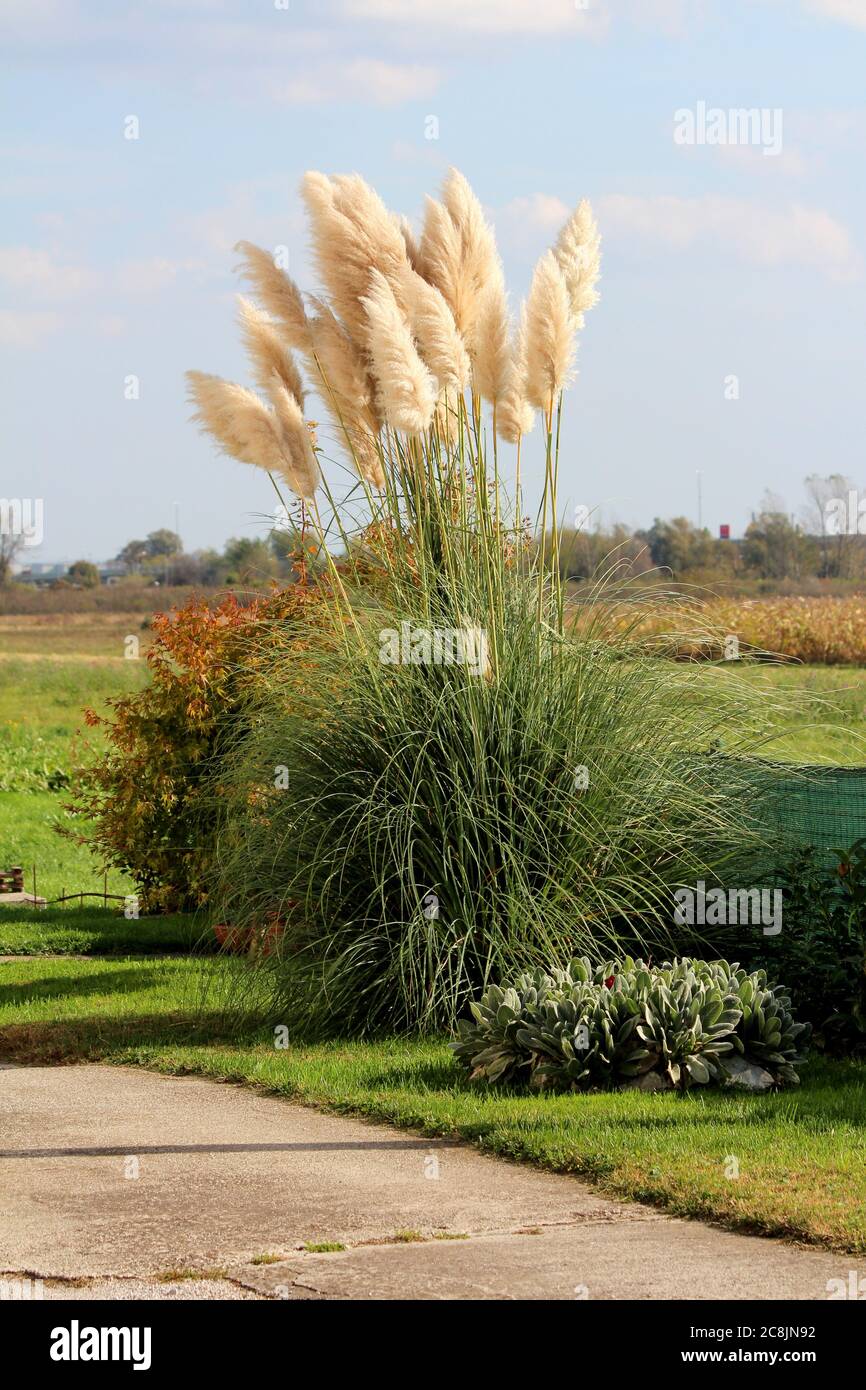 Pampas grass or Cortaderia selloana perennial flowering plant growing ...