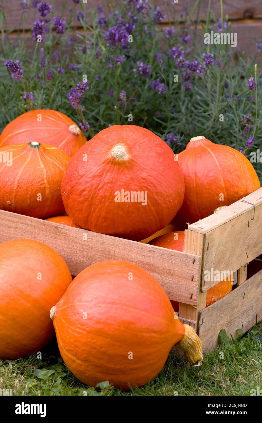 Pumpkins in a box hi-res stock photography and images - Alamy