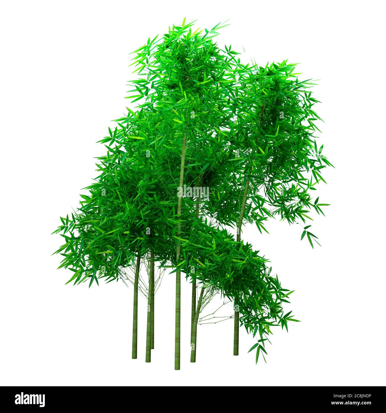 3D rendering of green bamboo trees isolated on white background Stock ...