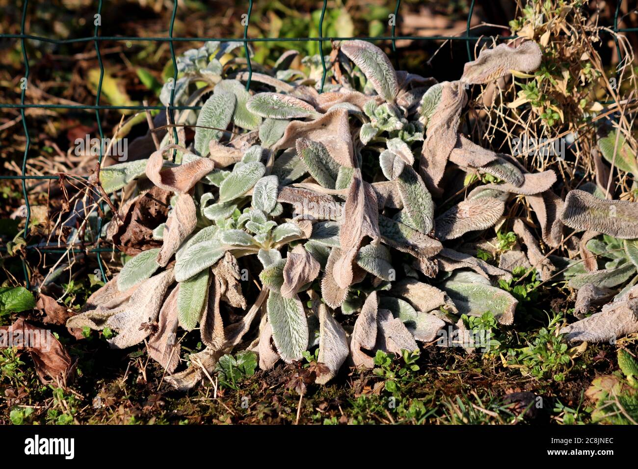 Woolly hedgenettle stachys byzantina hi-res stock photography and ...