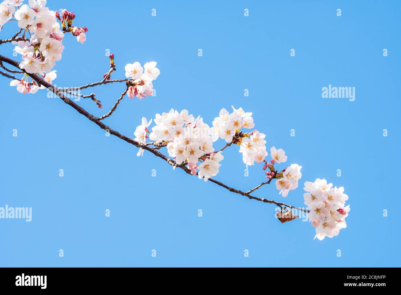 Beautiful cherry blossom sakura in spring time Stock Photo - Alamy