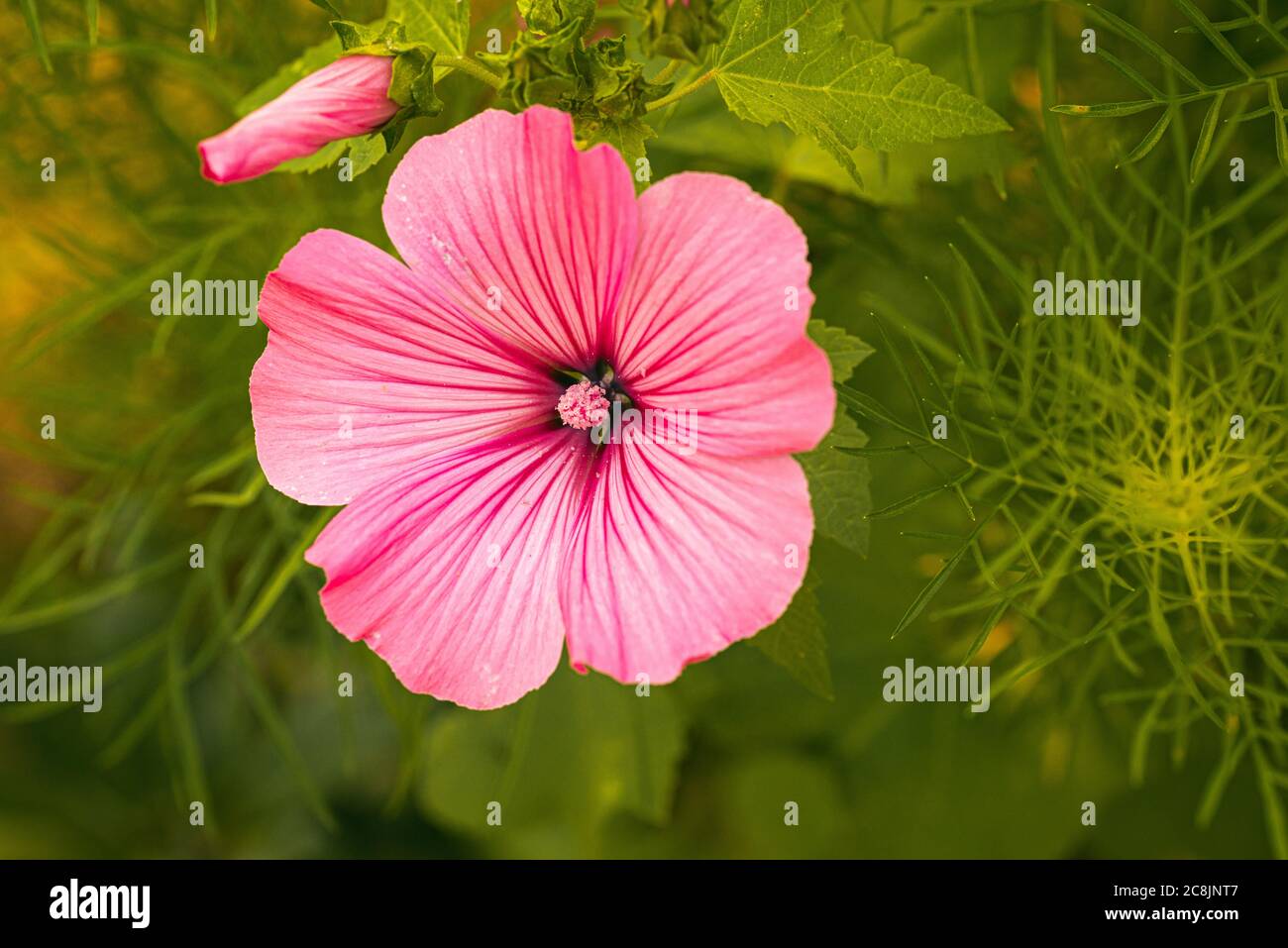 Pink malva silvestris flower in garden on natural background Stock ...