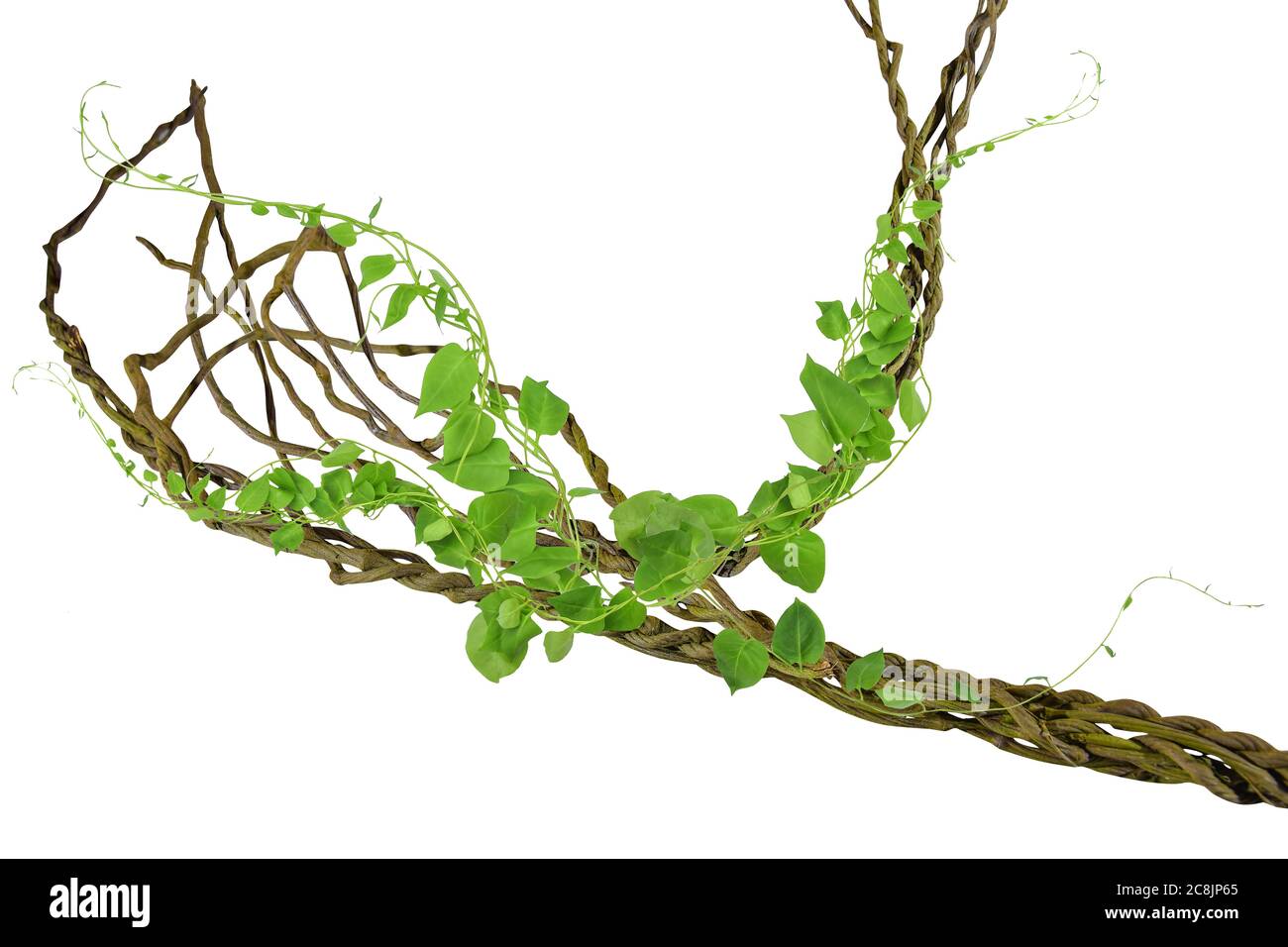 circular vine at the roots. Bush grape or three-leaved wild vine ...