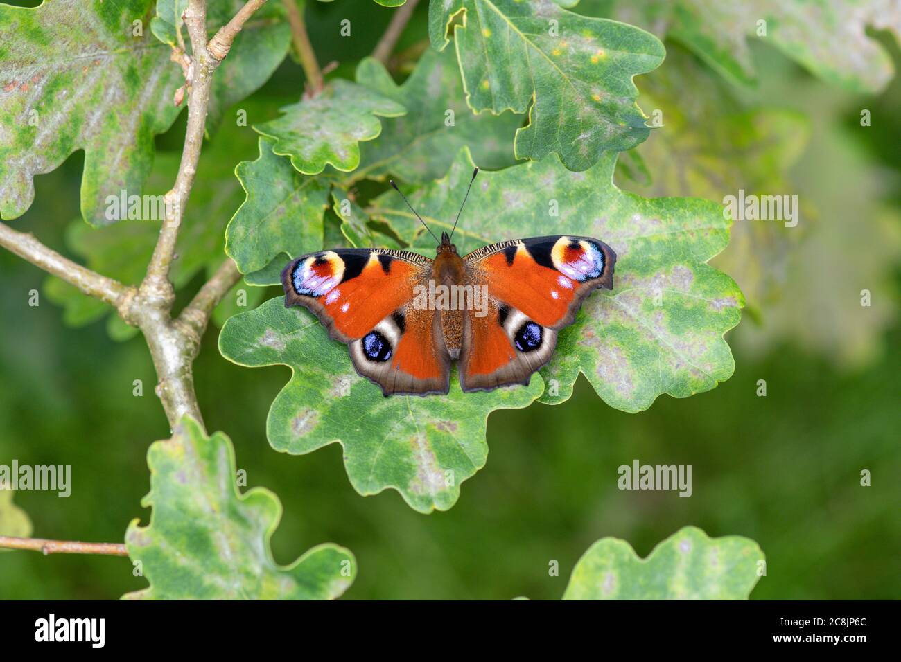 Peacock butterfly (Inachis io) UK Stock Photo - Alamy