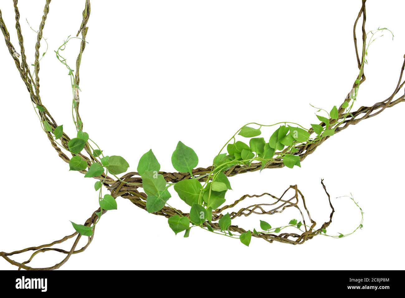 circular vine at the roots. Bush grape or three-leaved wild vine ...