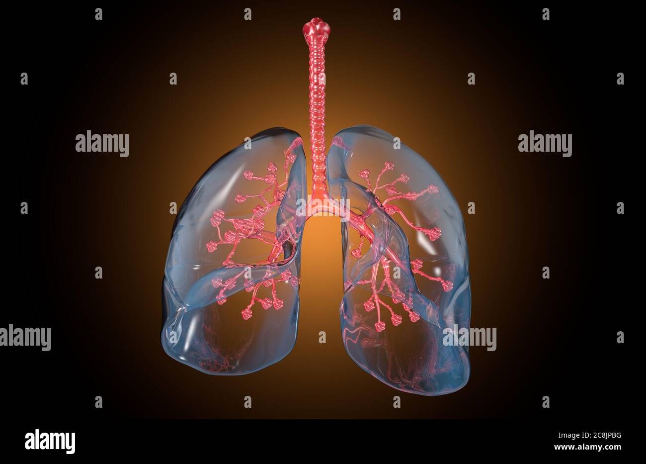 Illustration showing transparent human lungs with trachea, bronchi and ...