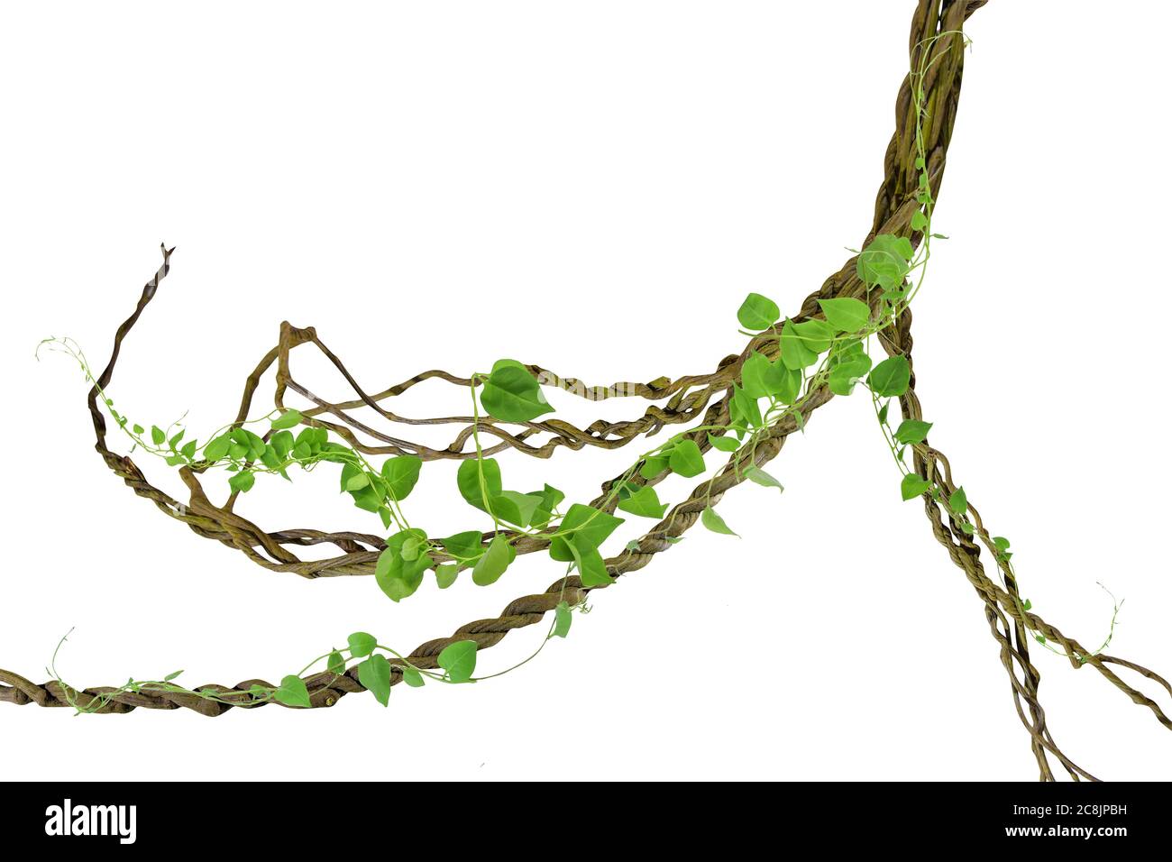 circular vine at the roots. Bush grape or three-leaved wild vine ...