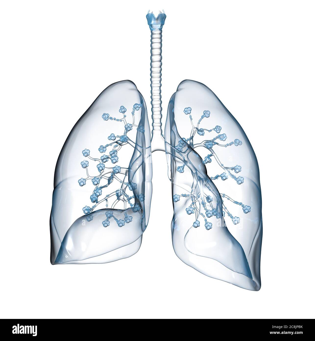 Illustration showing transparent human lungs with alveolus broncia and ...
