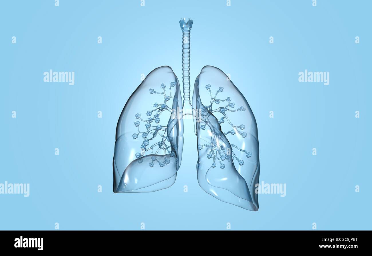 Illustration showing transparent human lungs with alveolus broncia and ...