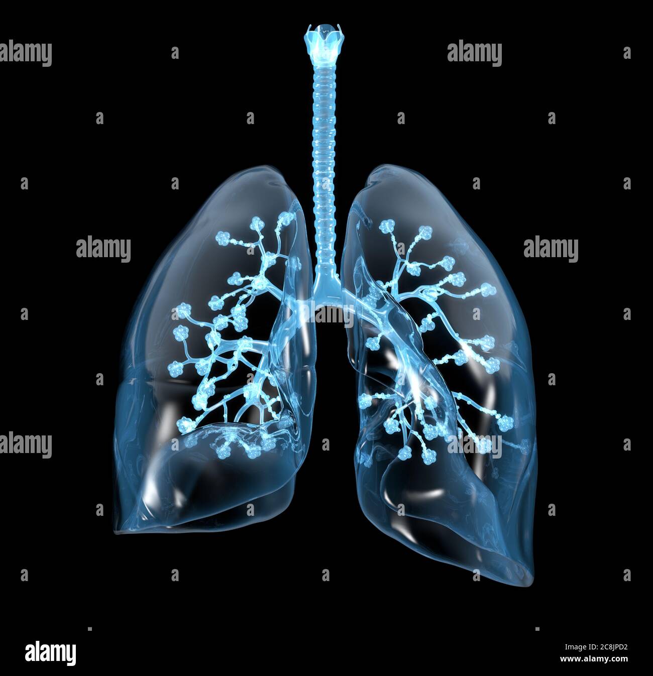 Illustration showing transparent human lungs with alveolis, broncia and ...