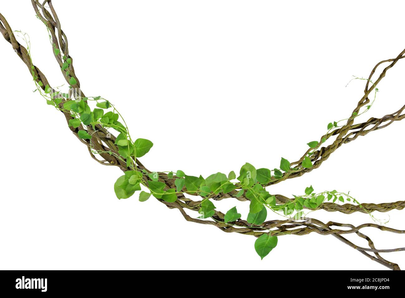 Grow grape vines Cut Out Stock Images & Pictures - Alamy