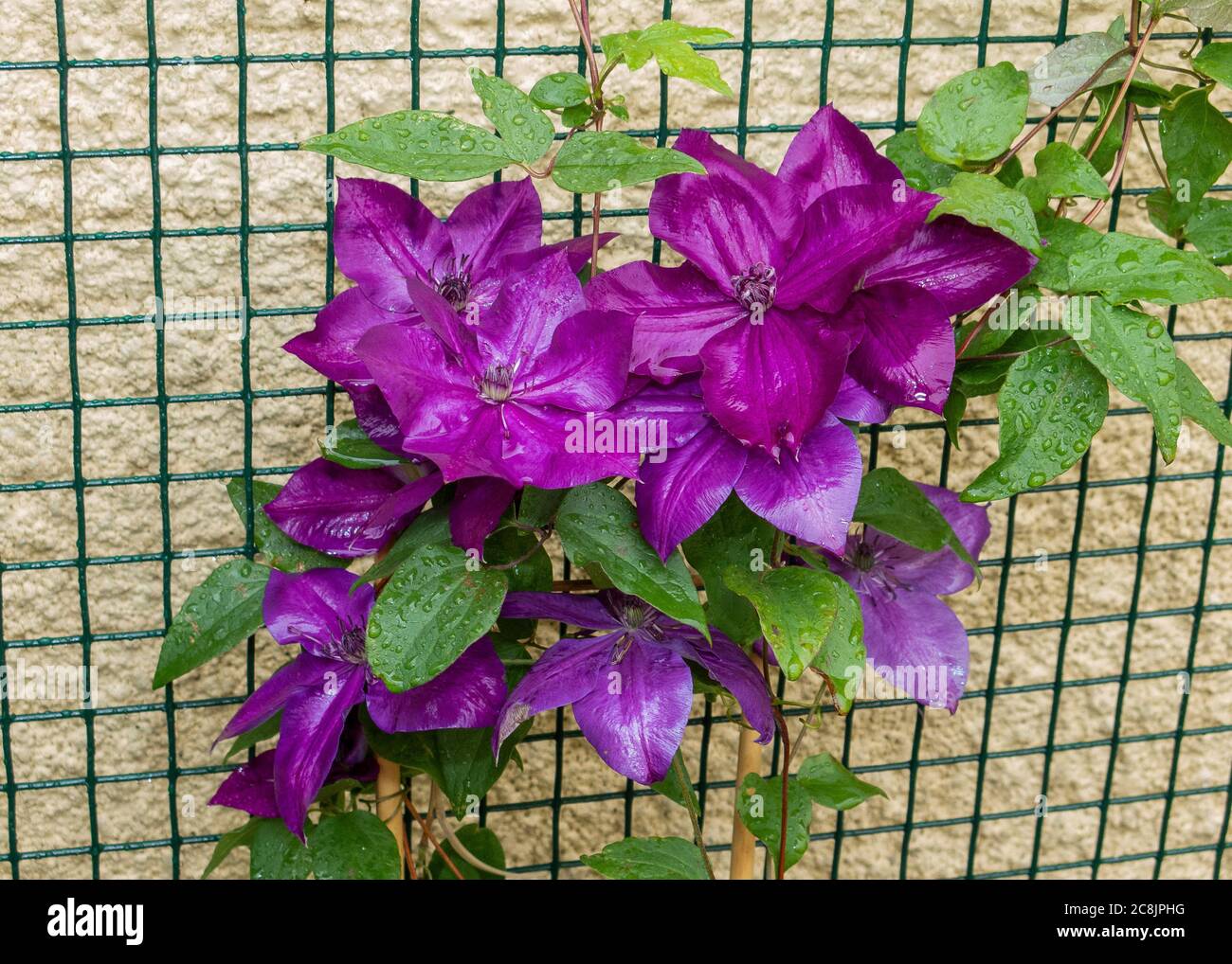 Reddish purple stems and leaves hi-res stock photography and images - Alamy