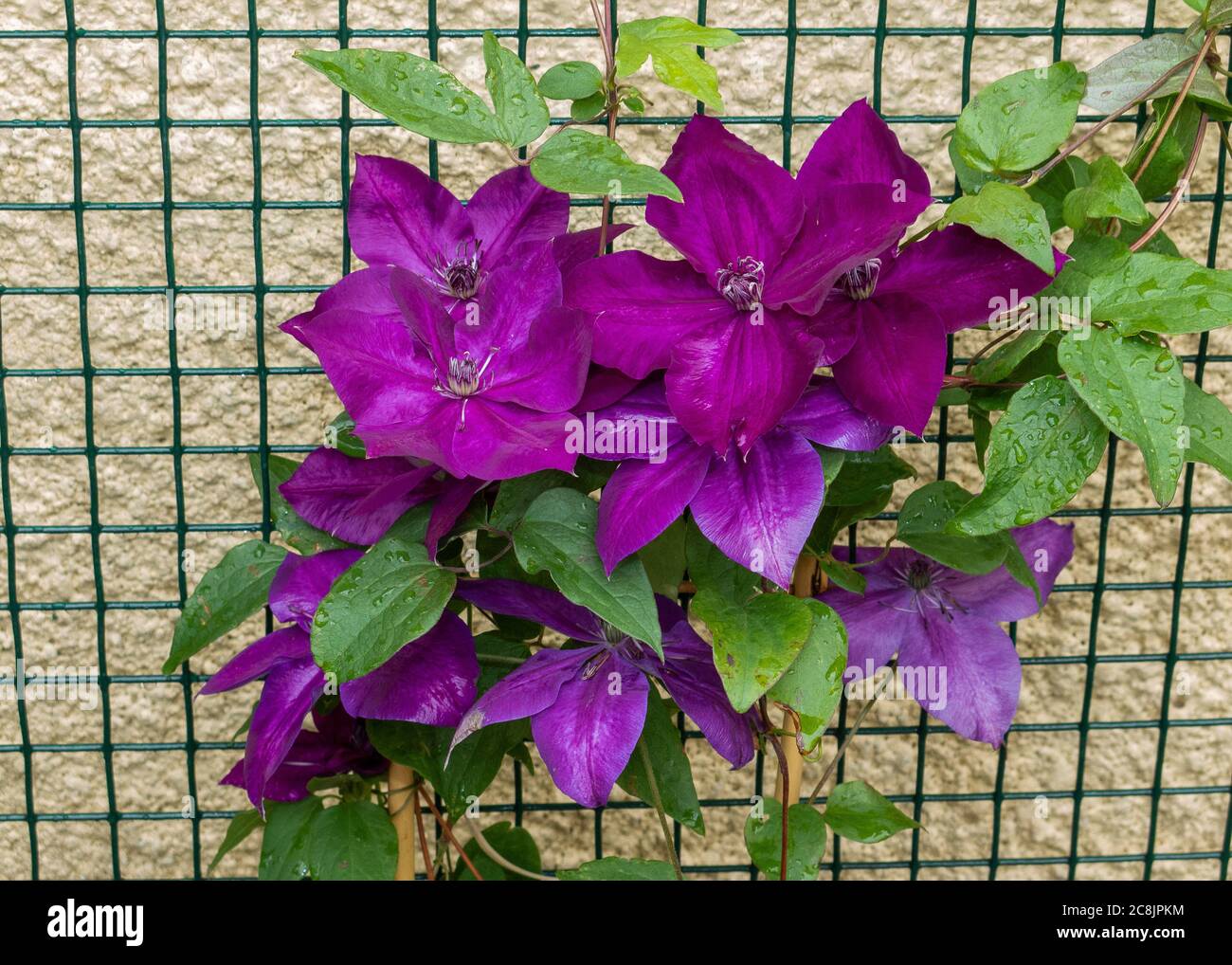 Maturing to maroon hi-res stock photography and images - Alamy
