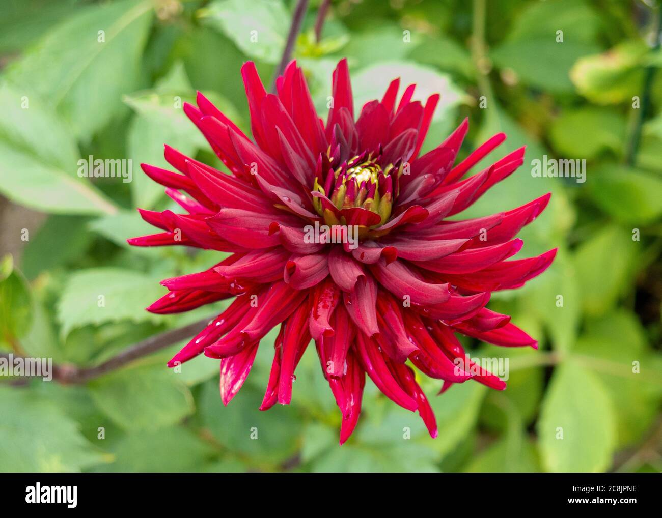 Dahlia noir hi-res stock photography and images - Alamy