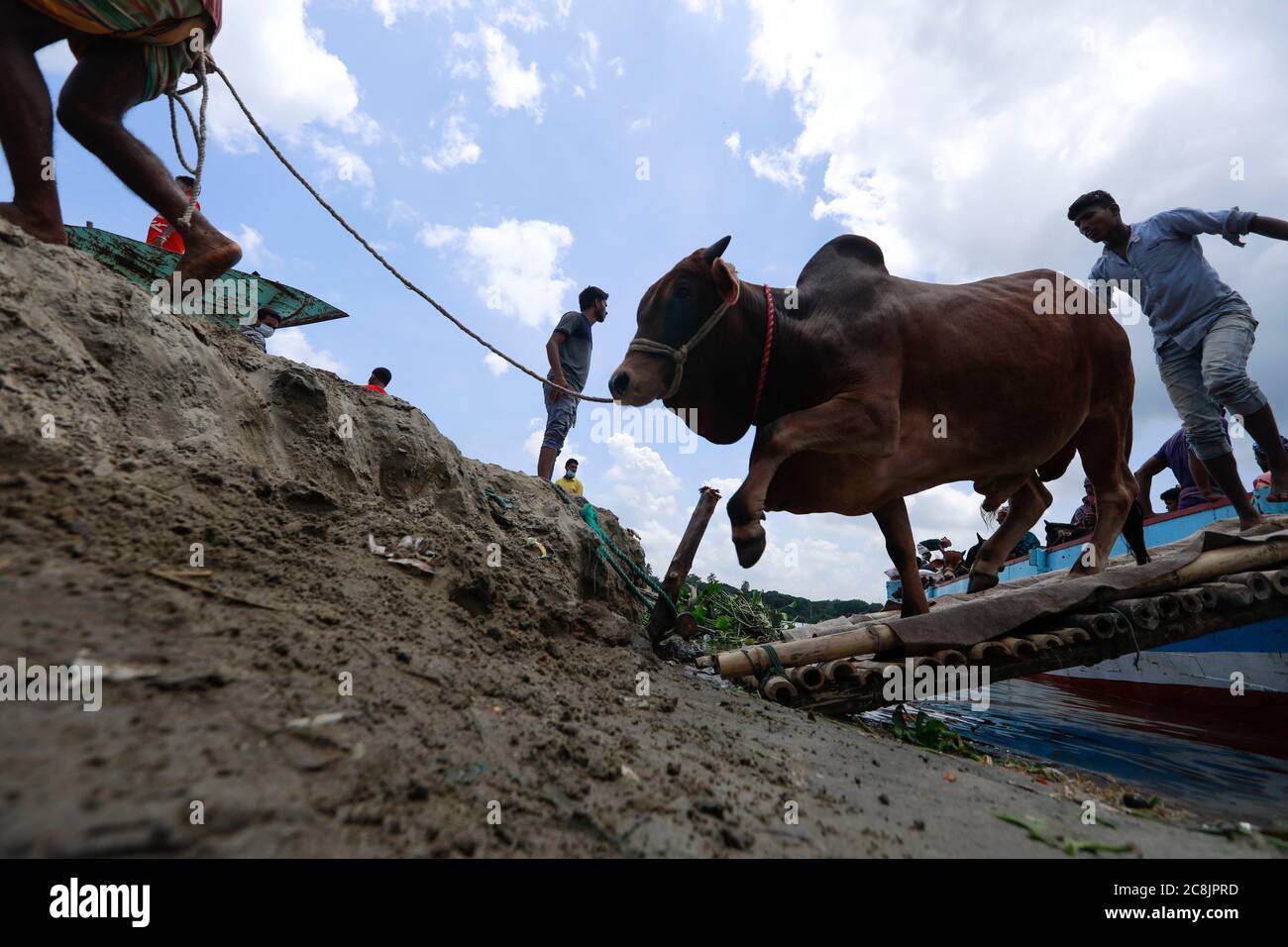 Dhaka, Bangladesh. 25th July, 2020. Bangladeshi traders unloading a vessel of sacrificial ...