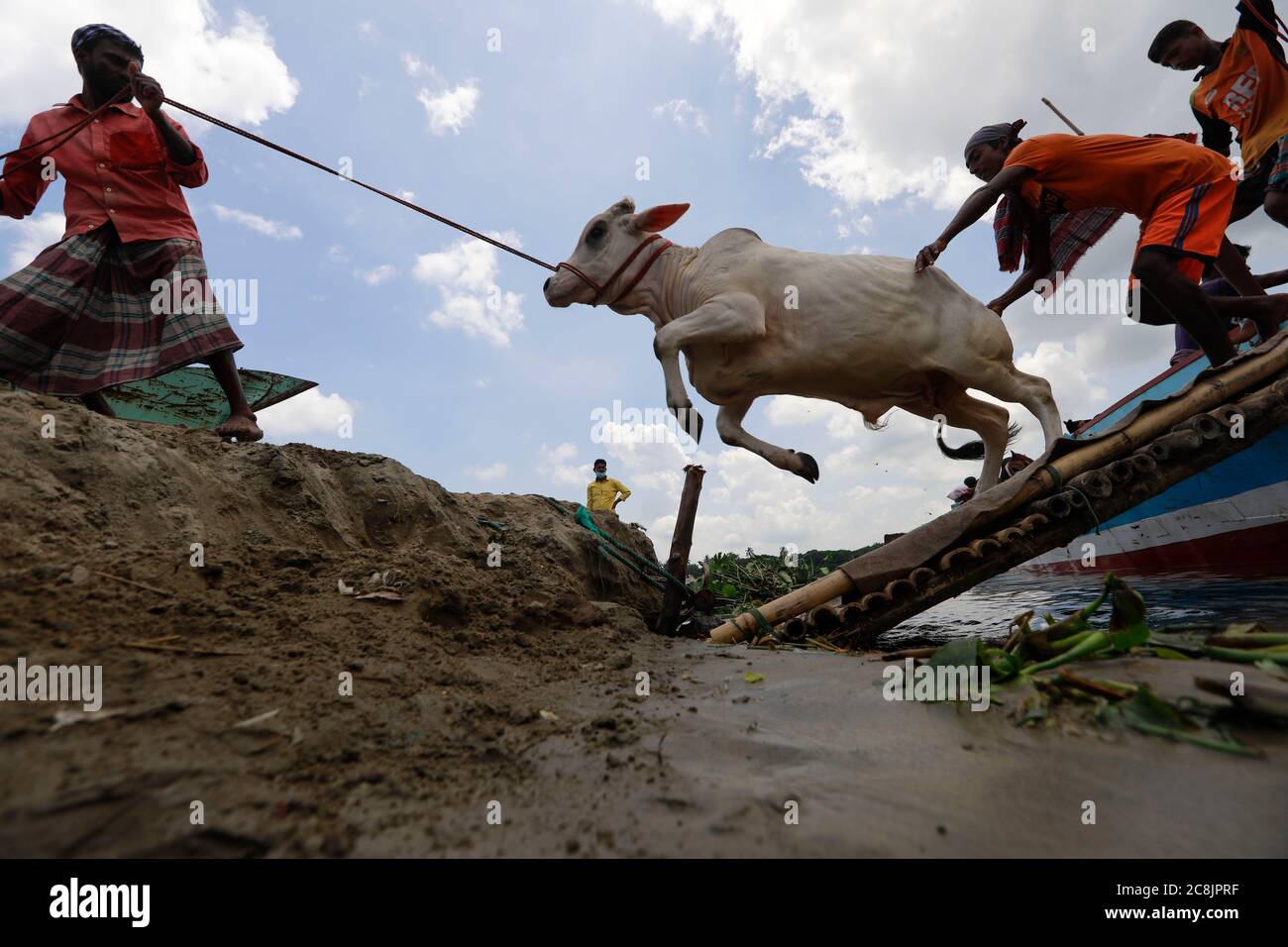Dhaka, Bangladesh. 25th July, 2020. Bangladeshi traders unloading a vessel of sacrificial ...