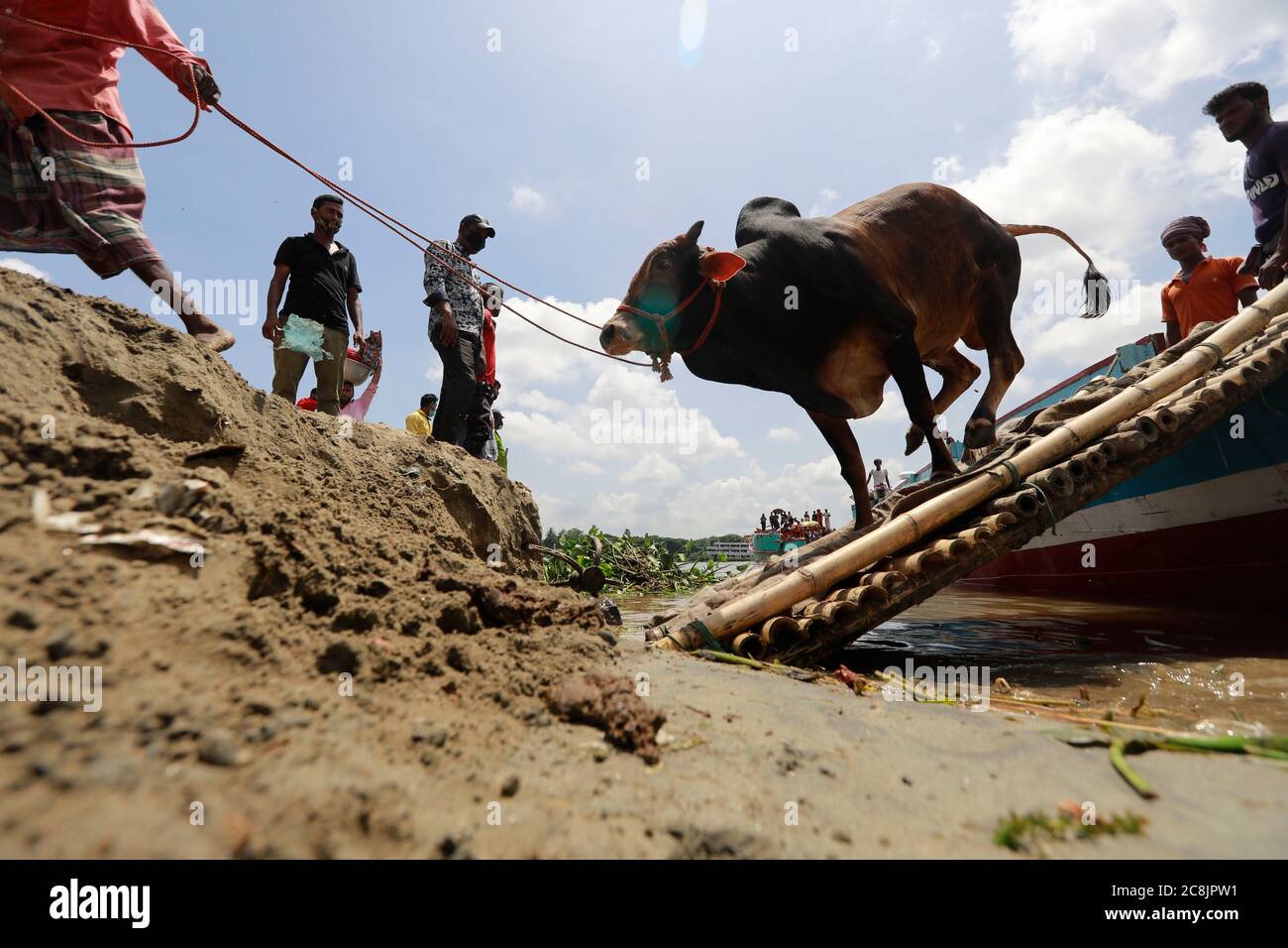 Dhaka, Bangladesh. 25th July, 2020. Bangladeshi traders unloading a vessel of sacrificial ...