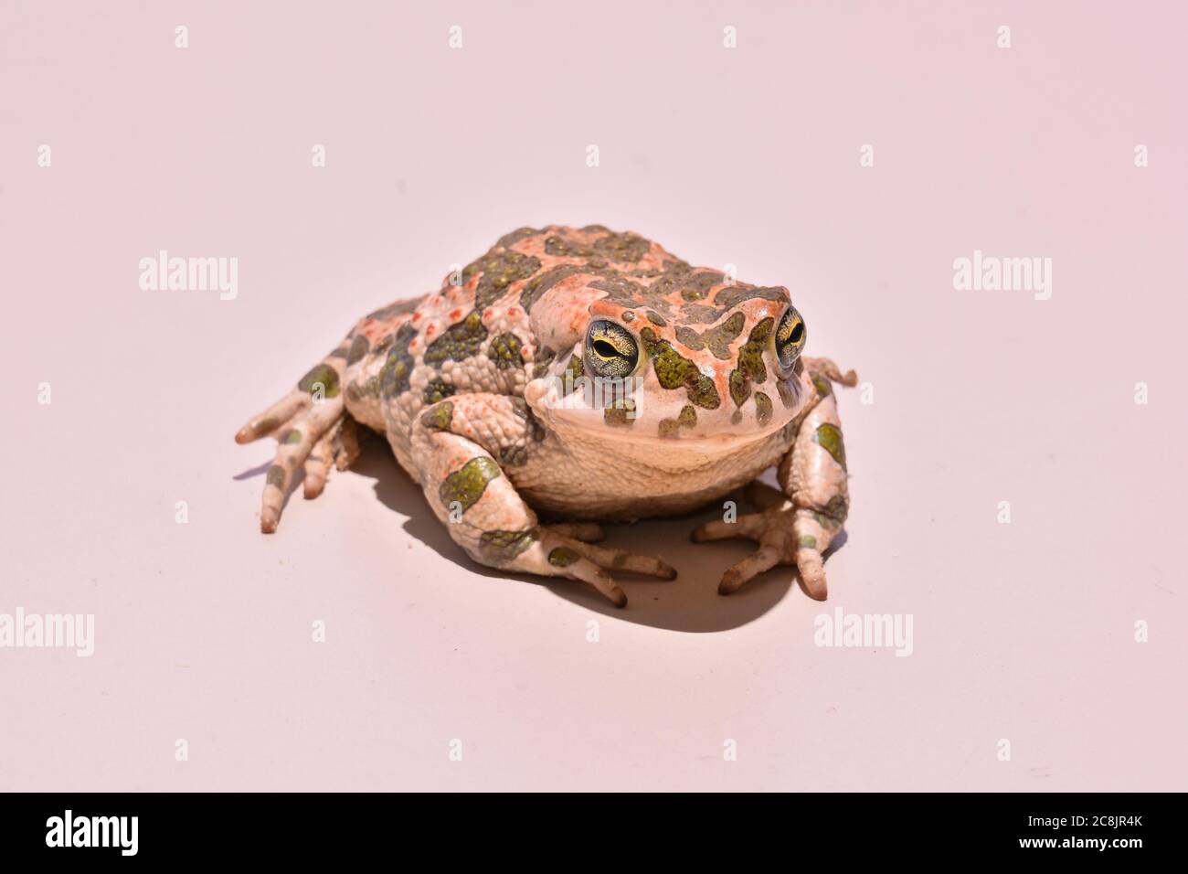 Photo Picture of a Bufo Common European Toad Stock Photo - Alamy