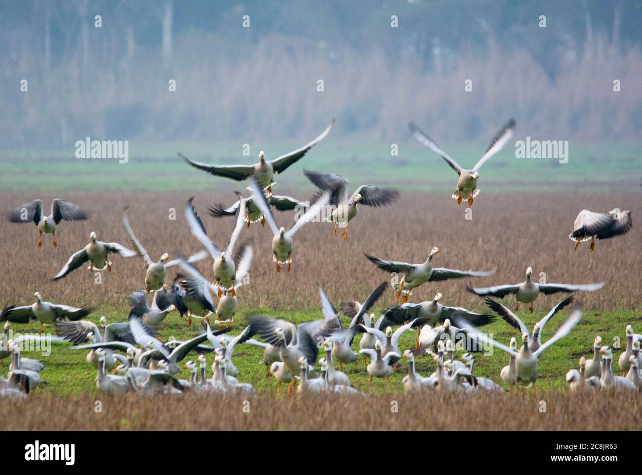 flocks of birds in flight Stock Photo - Alamy