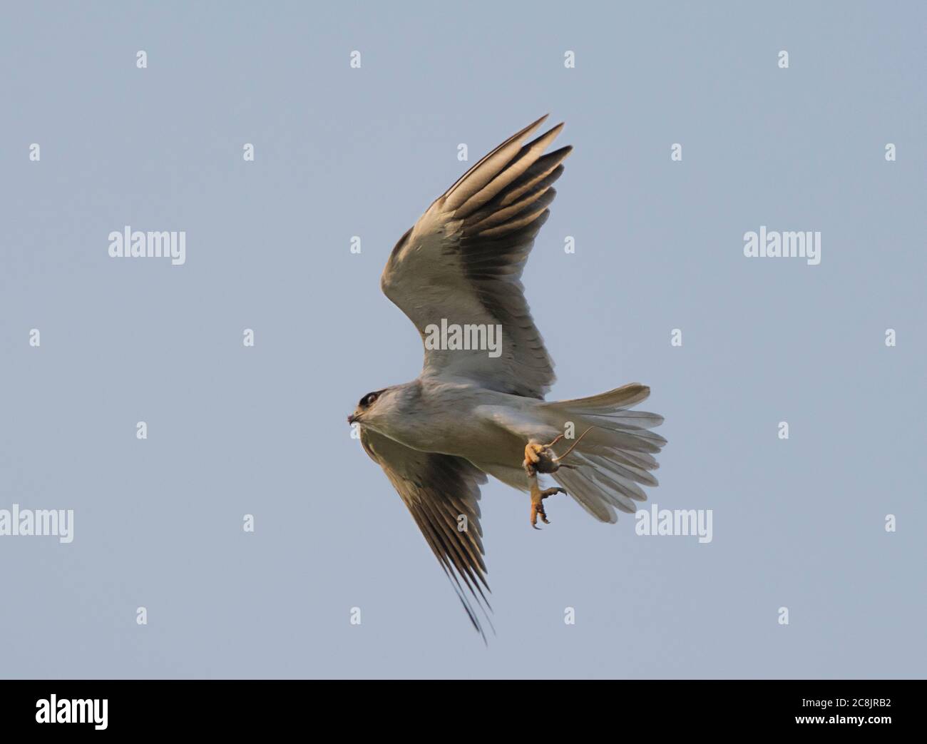 Birds of pakistan hi-res stock photography and images - Alamy