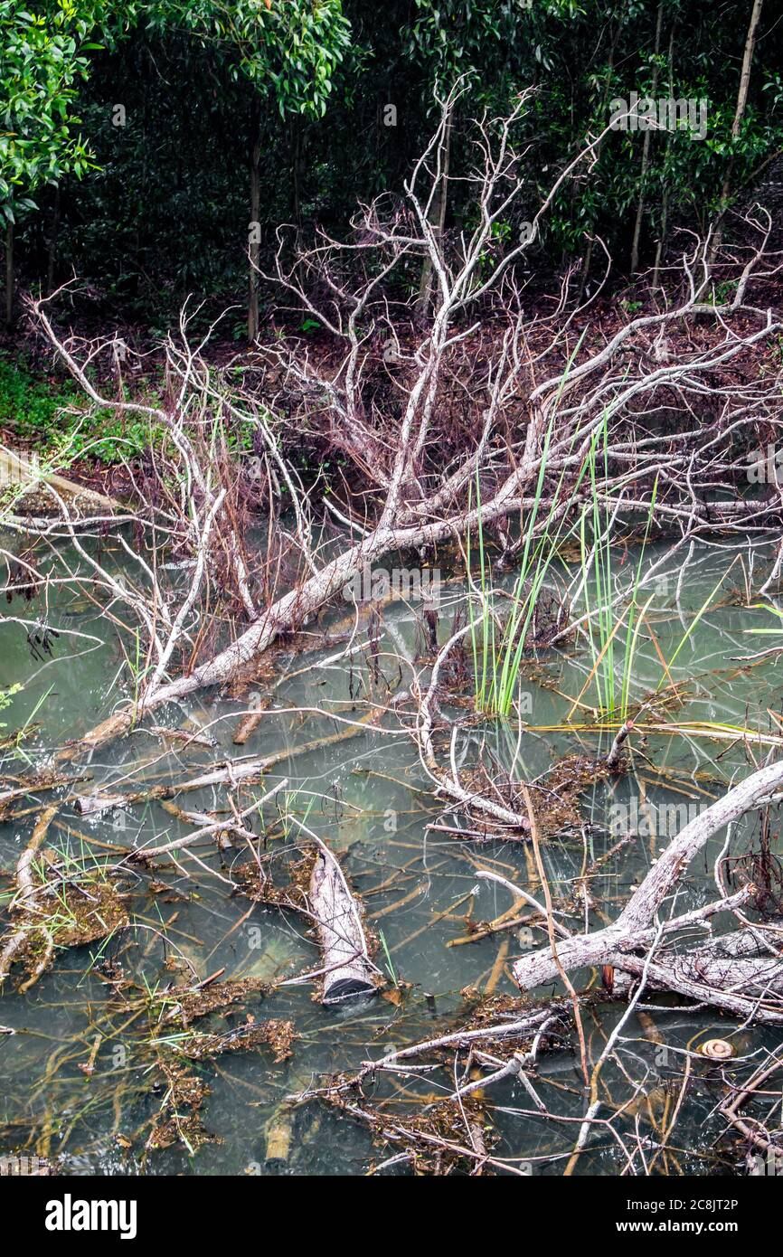 Lonely dead tree in pond hi-res stock photography and images - Alamy