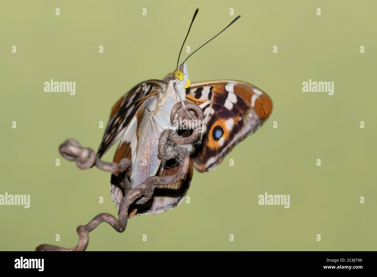 The magnificent Purple emperor butterfly (Apatura iris Stock Photo - Alamy