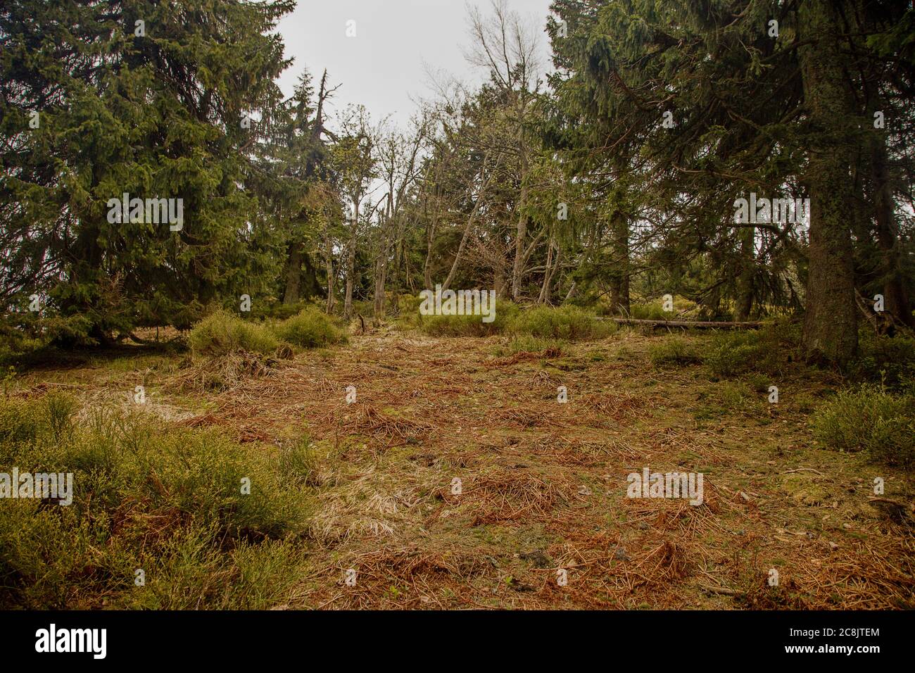 Mixture trees hi-res stock photography and images - Alamy