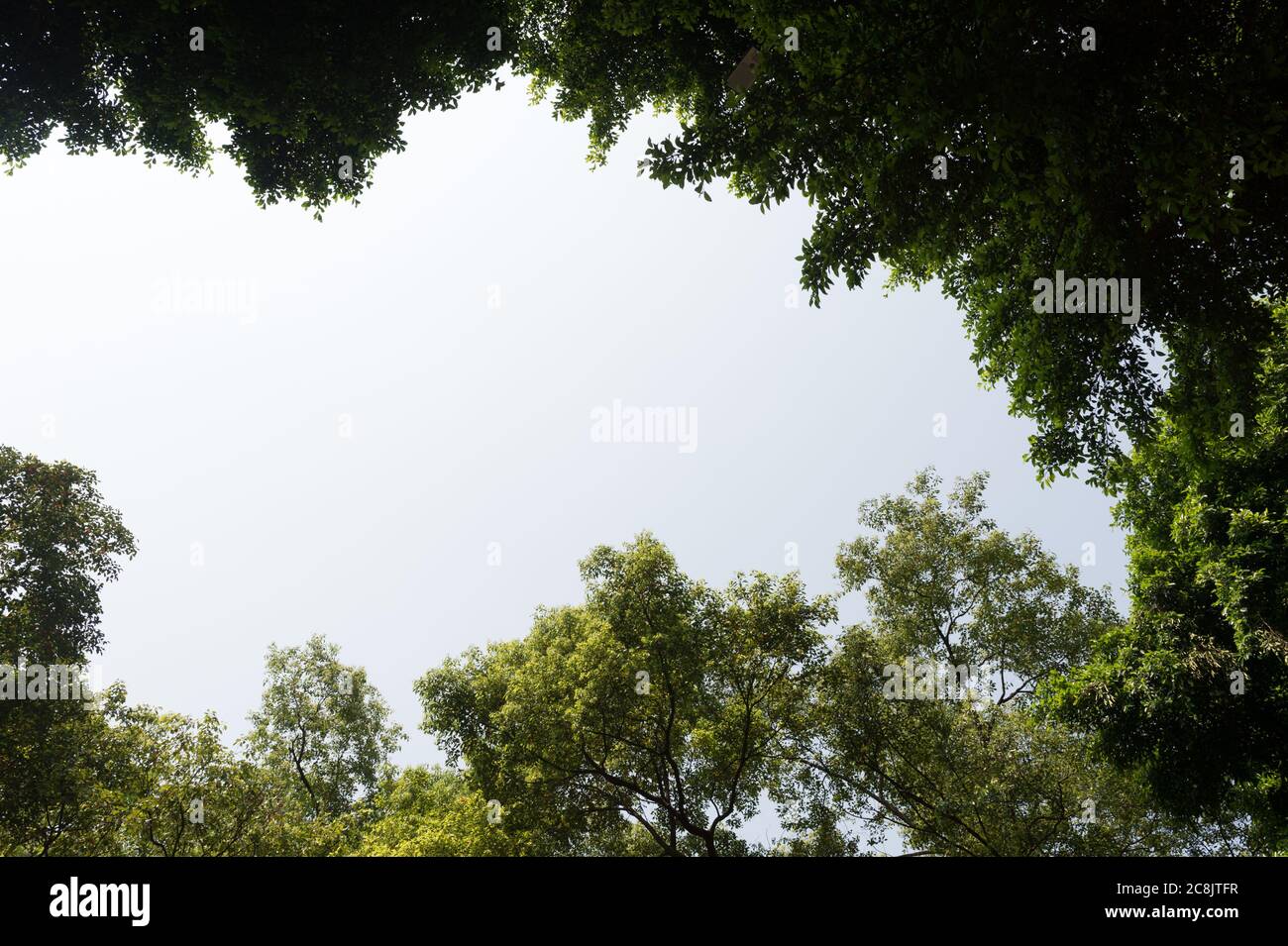 Top view with tree branch and blue sky Stock Photo - Alamy