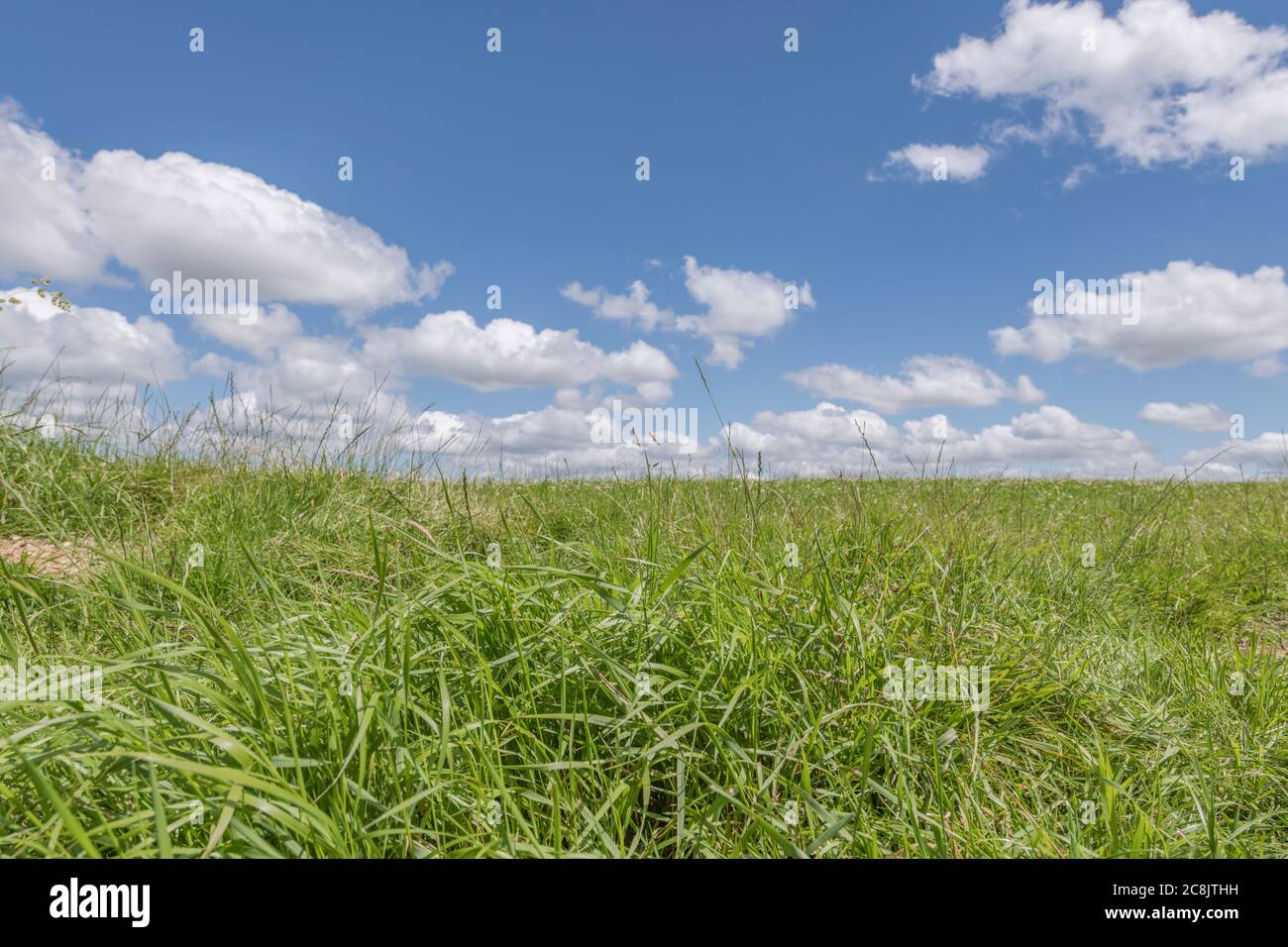 Green grass sward of pasture field with blue summer sky & fluffy white ...