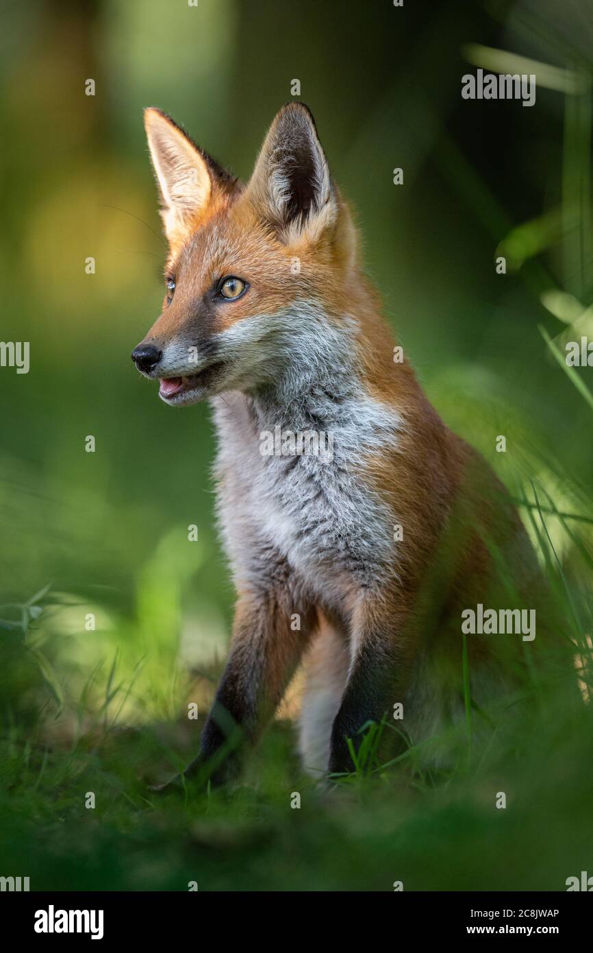 Fox in lush woodland in Greater Manchester Stock Photo - Alamy