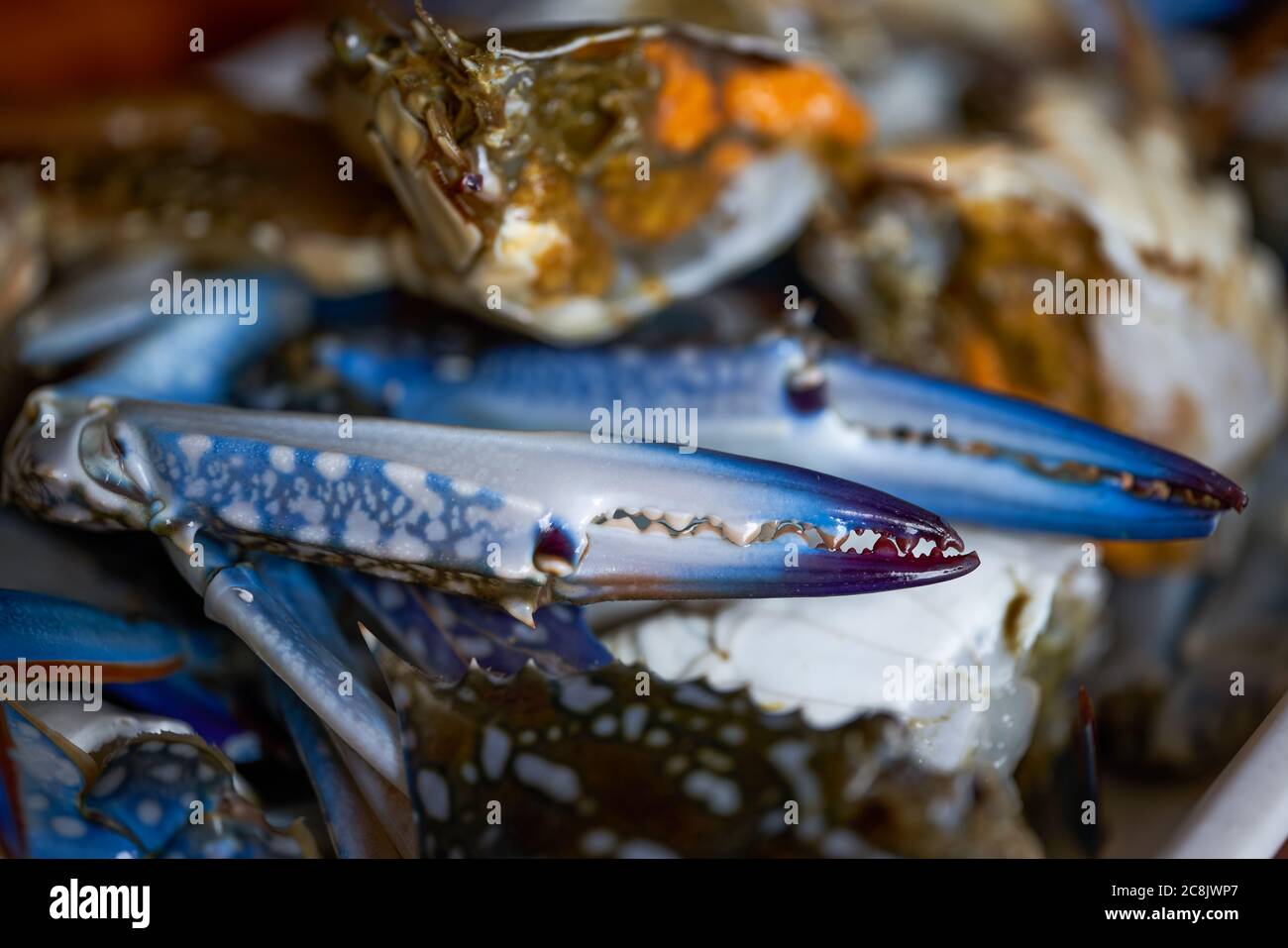 Close-up of fresh plump crab with crab roe Stock Photo - Alamy