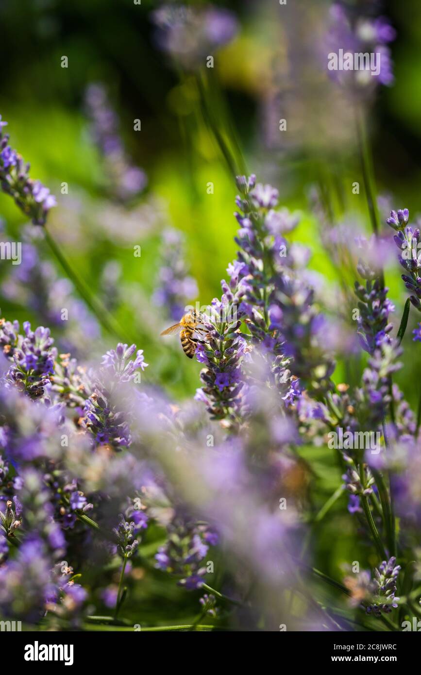 Close-up photo of a Honey Bee gathering nectar and spreading pollen on ...
