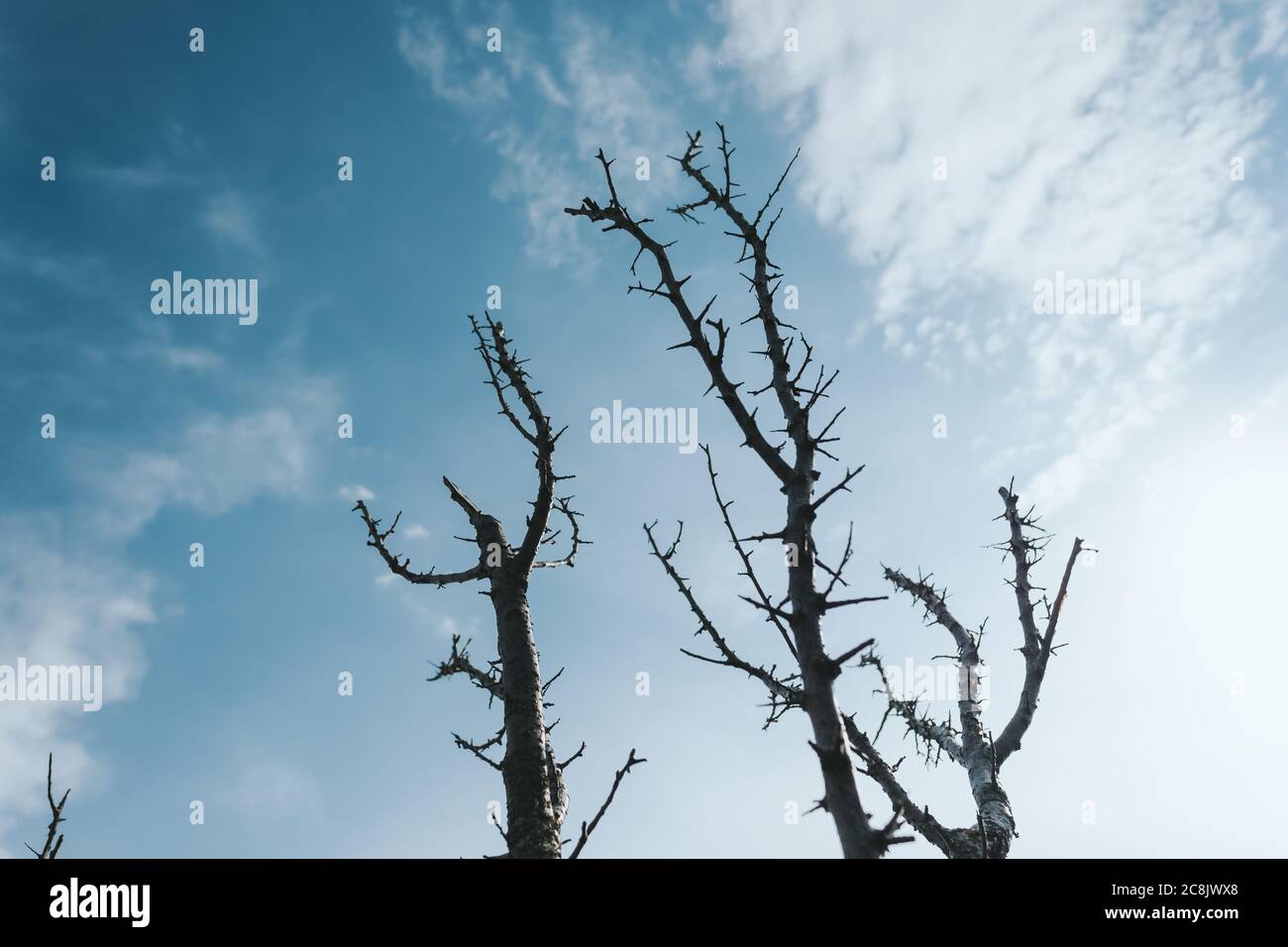Dry dead tree branches and blue sky with clouds. environmental ...