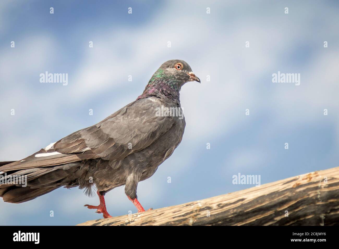Pigeon family of birds hi-res stock photography and images - Alamy