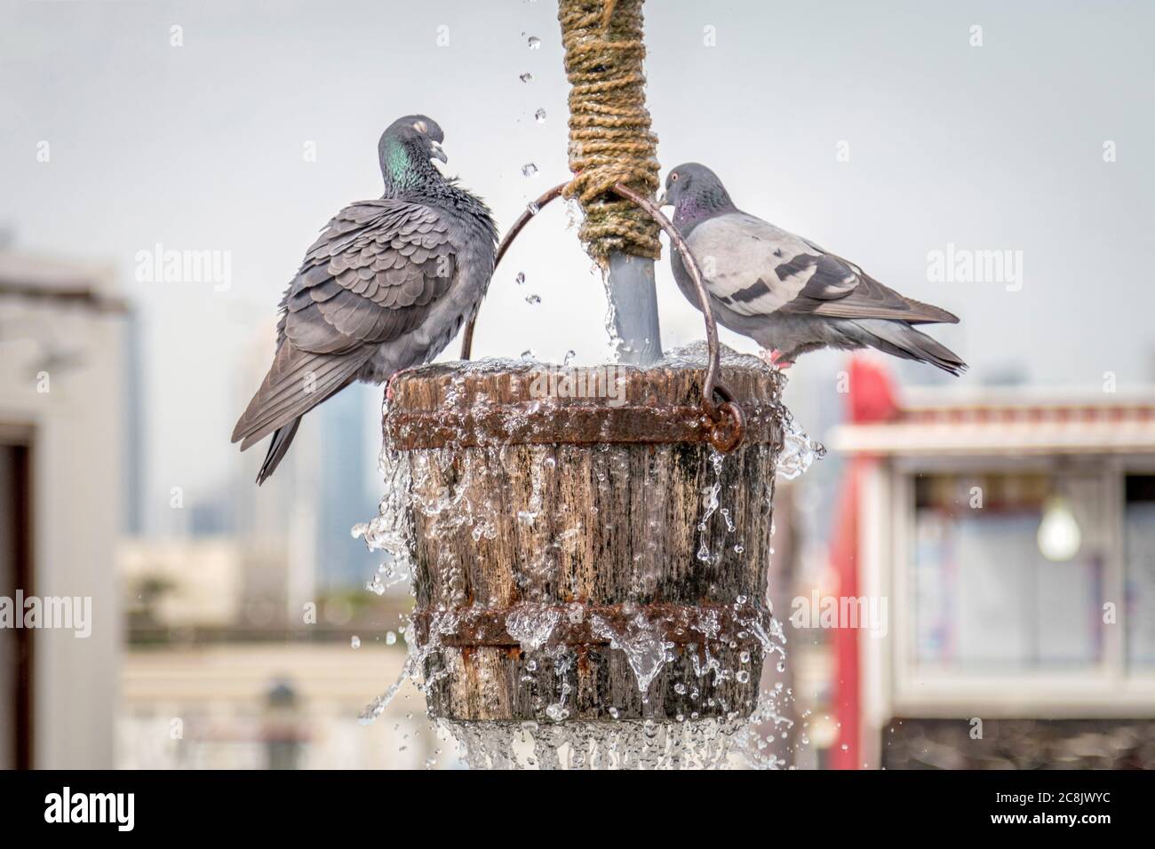 Two Armando pigeons bathing in a bucket of water Stock Photo - Alamy