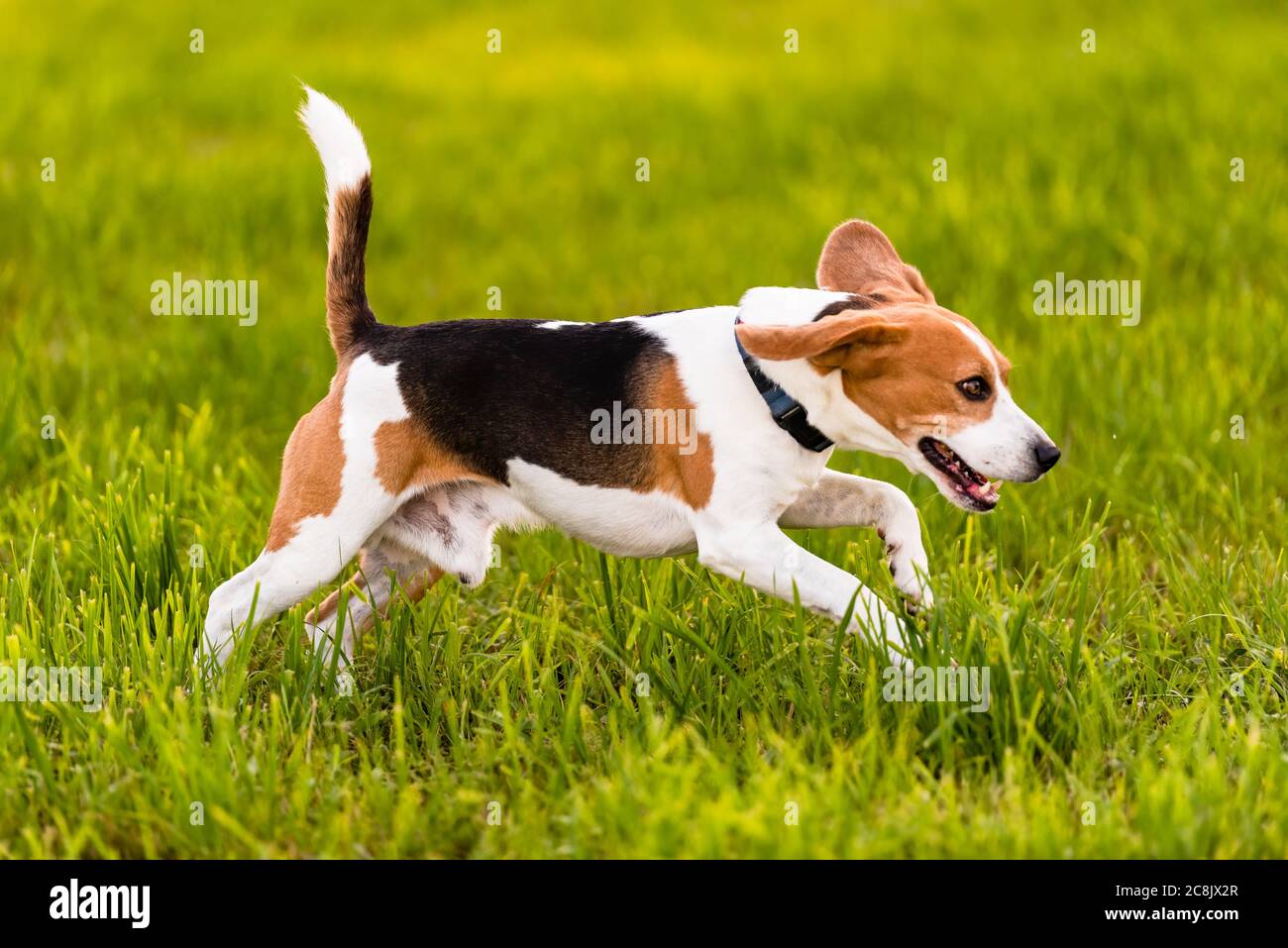 Dog Beagle running and jumping with tongue out through green grass field in a spring Stock Photo ...