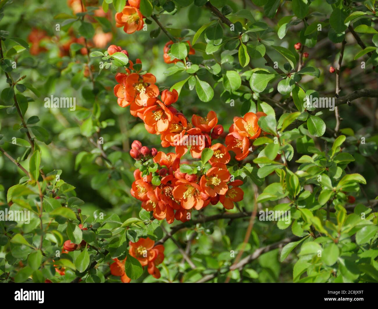 Blooming quince hi-res stock photography and images - Alamy