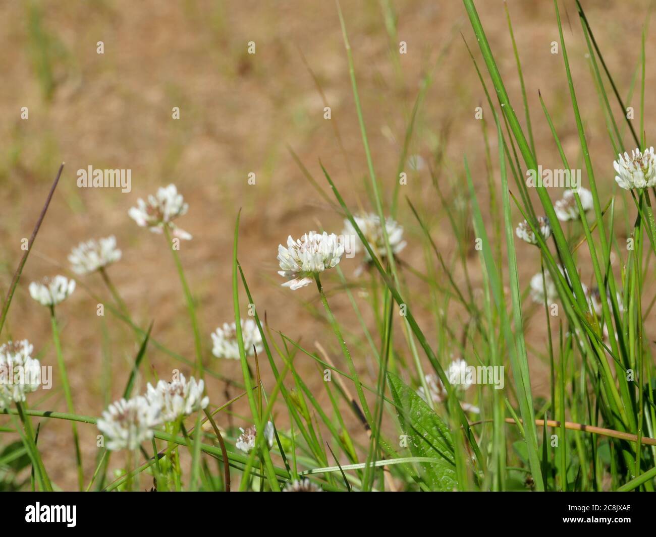 Clover wildflowers hi-res stock photography and images - Alamy