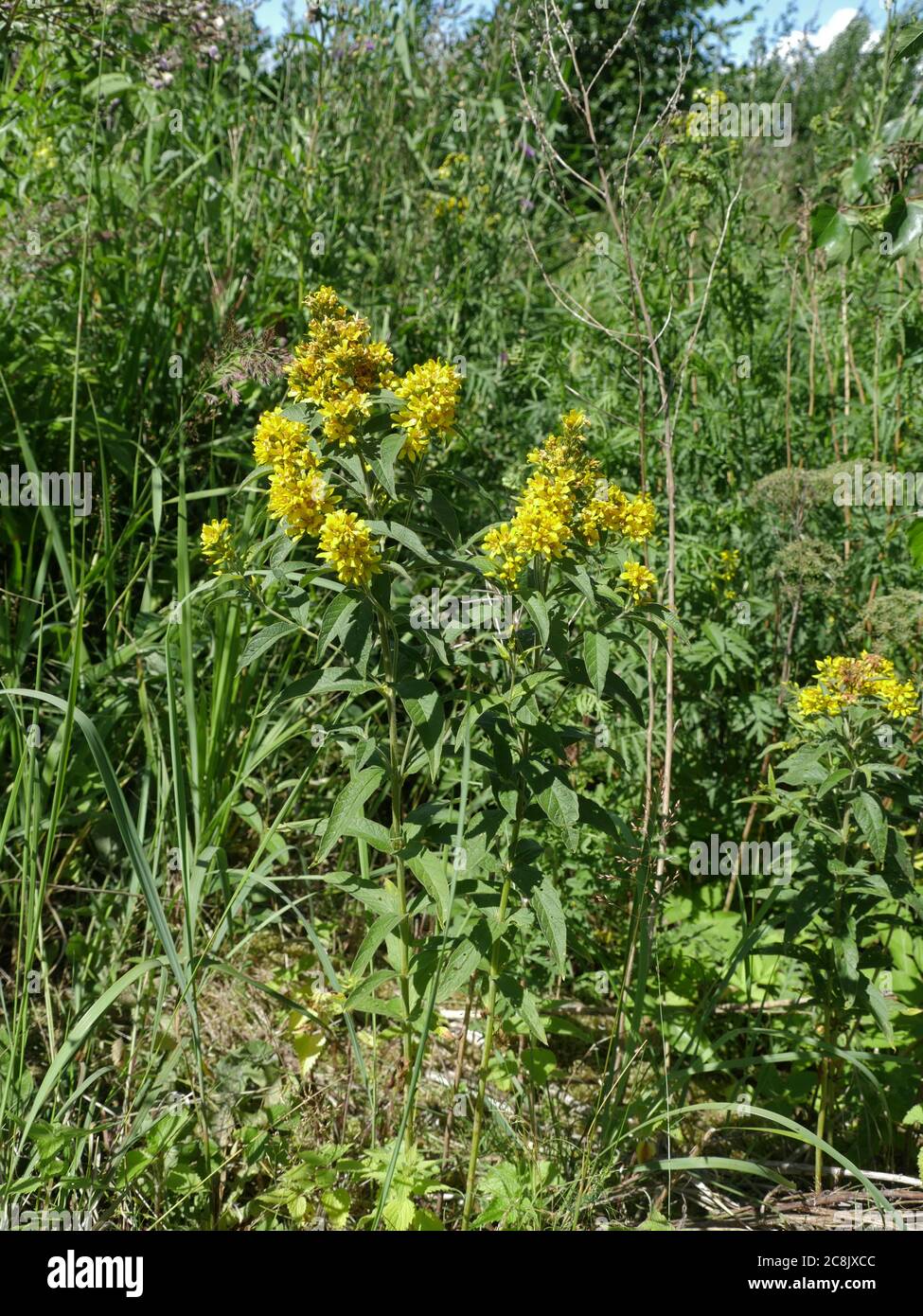 yellow hypericum flowers in nature , herbal medicative plant used in ...