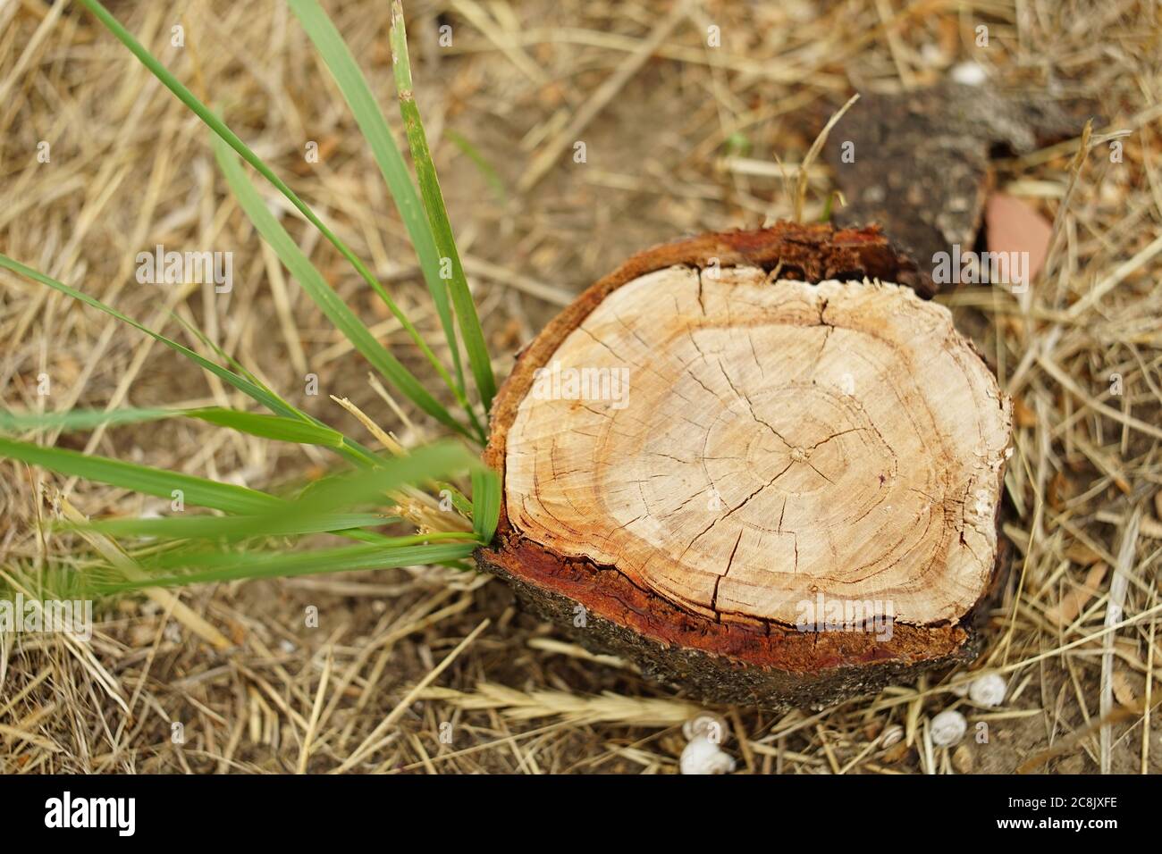 Fresh tree stump hi-res stock photography and images - Alamy