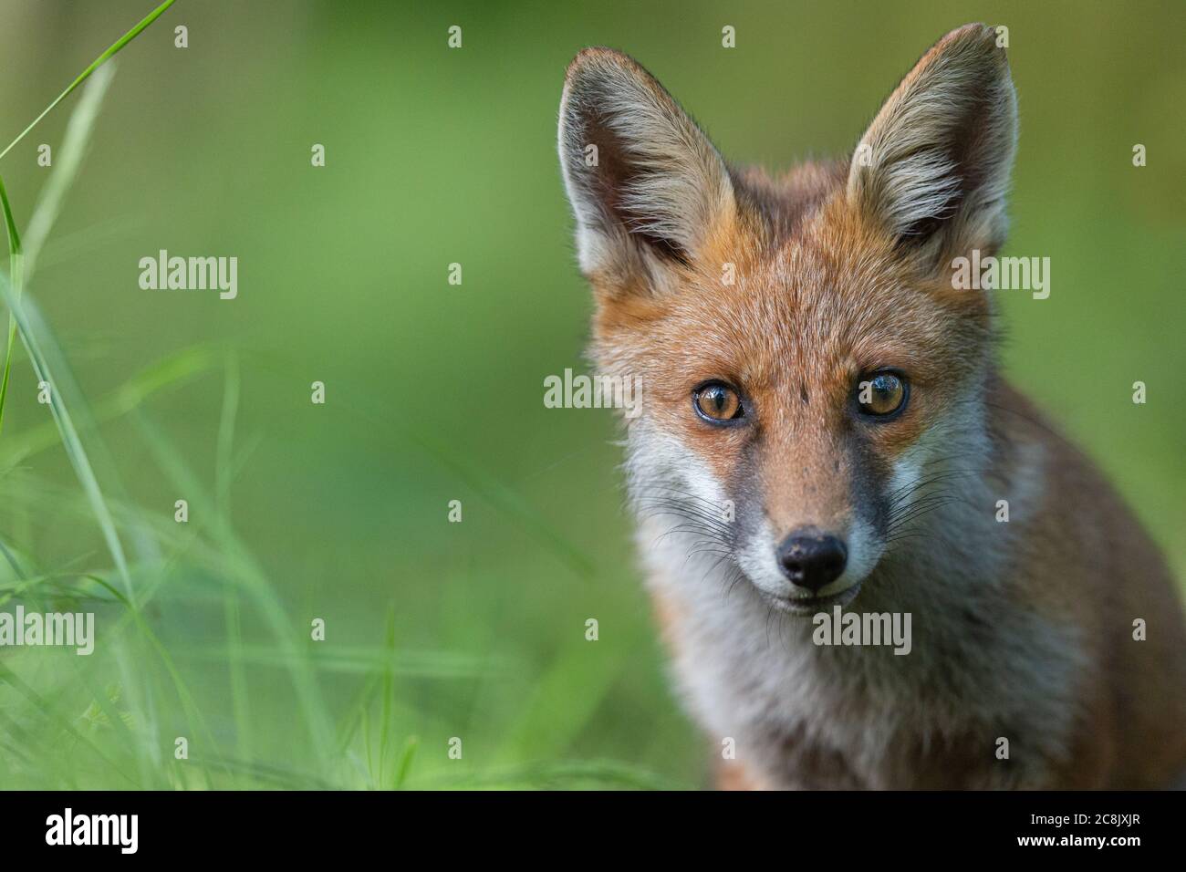 Manchester wildlife conservation hi-res stock photography and images ...