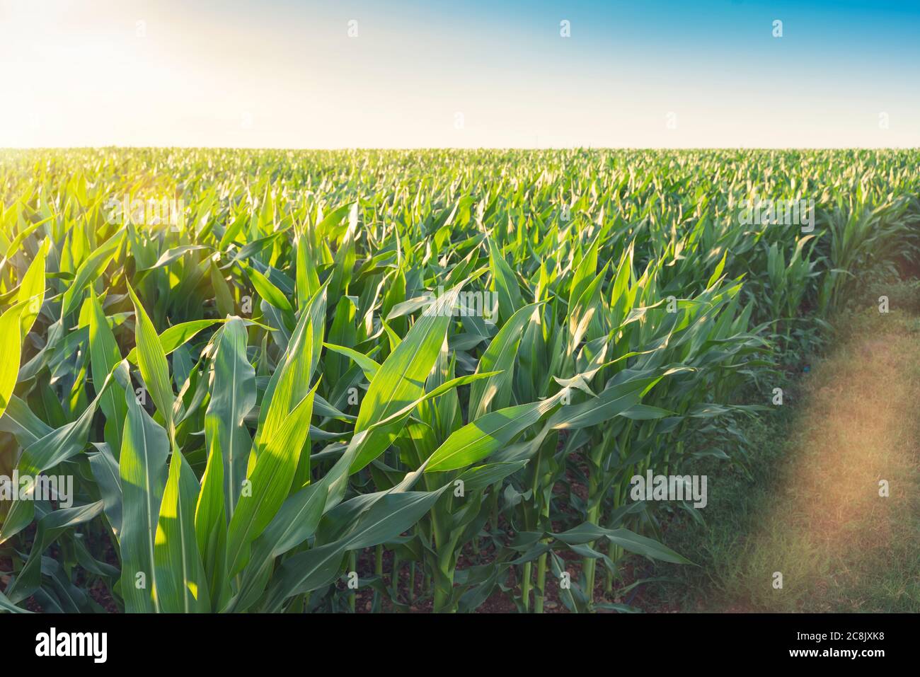Beautiful morning sunrise over the corn field Stock Photo - Alamy
