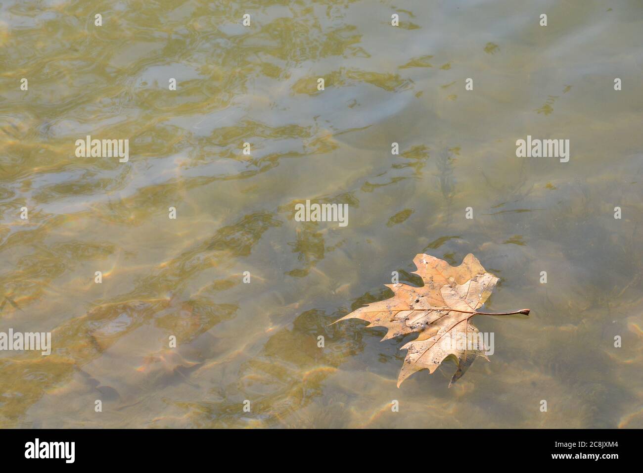 Photo Picture of a Single Maple Leaf Floating Stock Photo - Alamy