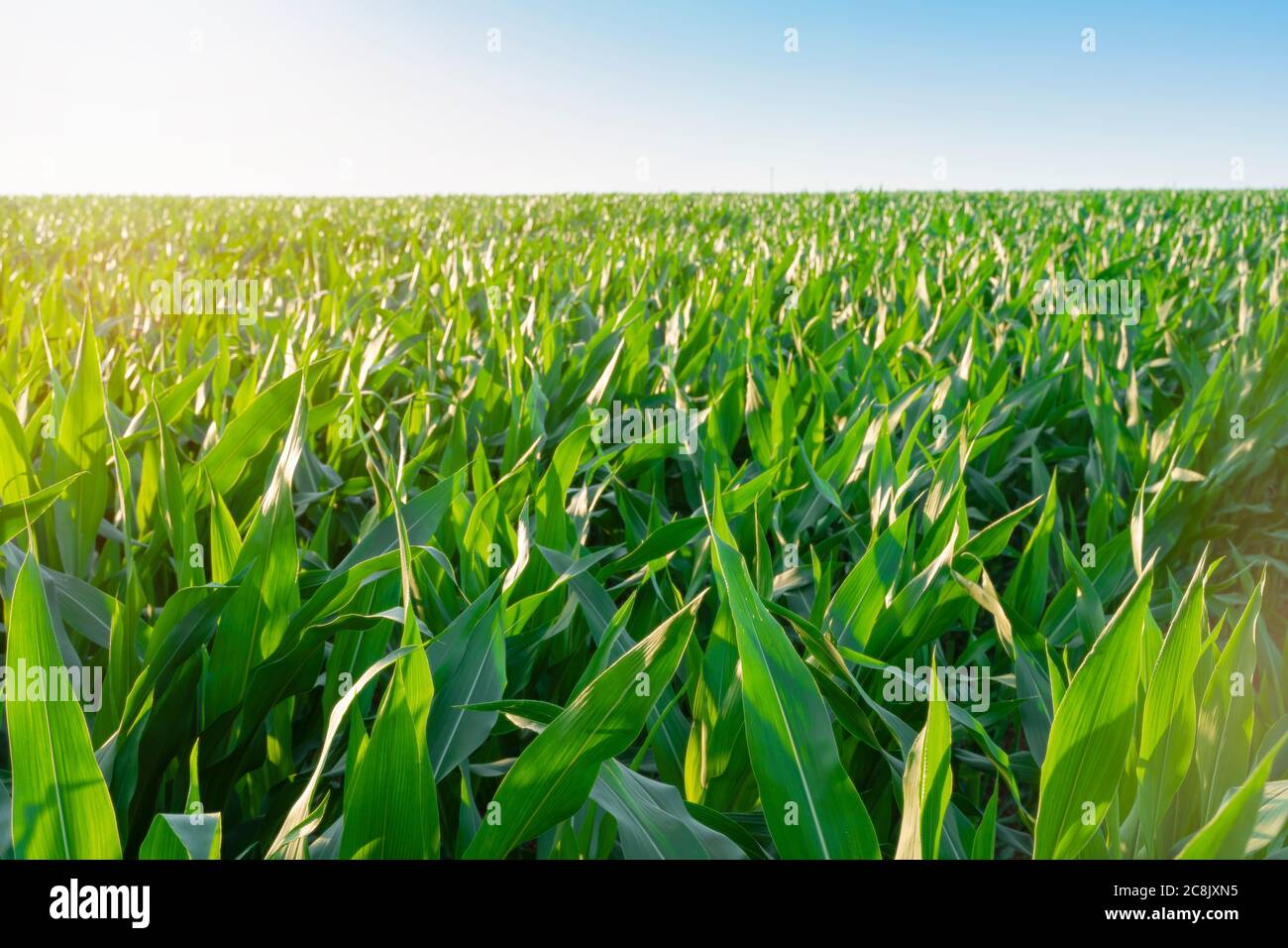 Blue sky over corn field hi-res stock photography and images - Alamy