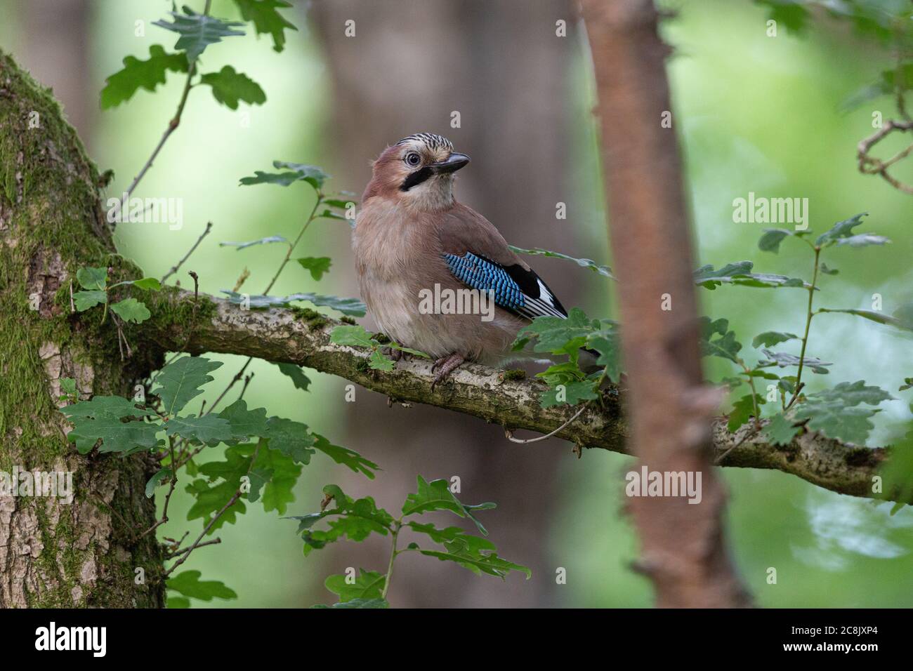 Jay bird oak hi-res stock photography and images - Alamy