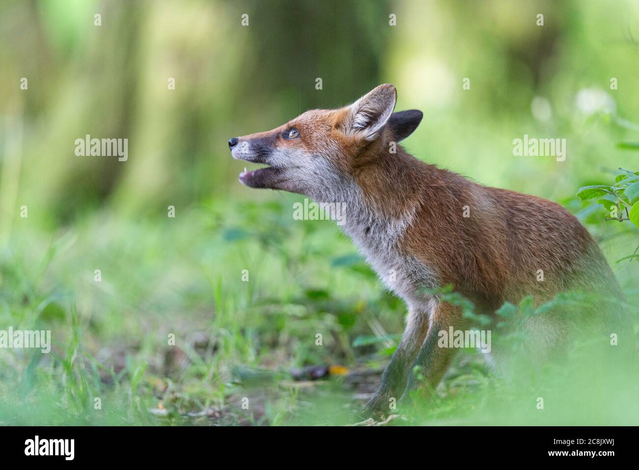 Manchester wildlife conservation hi-res stock photography and images ...