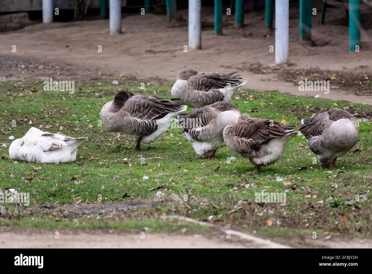 Cute geese walking on hi-res stock photography and images - Alamy