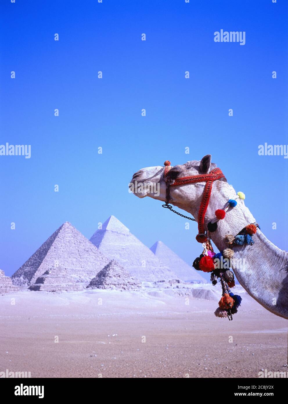 Egyptian camel camels train hi-res stock photography and images - Alamy
